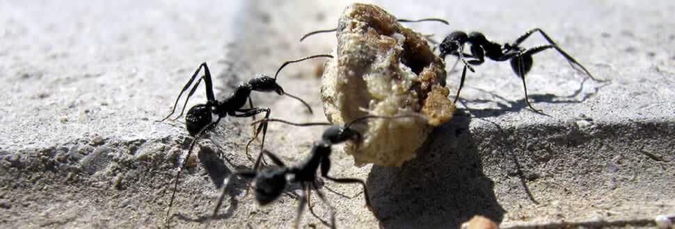 Cork Pest Control & Solutions | Rentokil Pest Control
