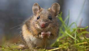 Common Mouse Species in Ireland | Rentokil Pest Control
