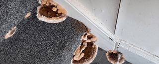 Differences between Wet Rot & Dry Rot | Professional Advice