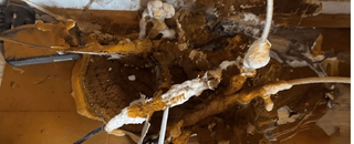 Differences between Wet Rot & Dry Rot | Professional Advice