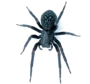Kenyan Spider Species: Identification & Information | Rentokil Kenya