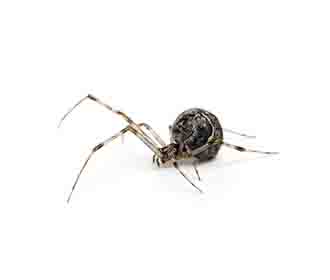 Kenyan Spider Species: Identification & Information | Rentokil Kenya