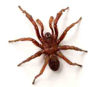 Kenyan Spider Species: Identification & Information | Rentokil Kenya