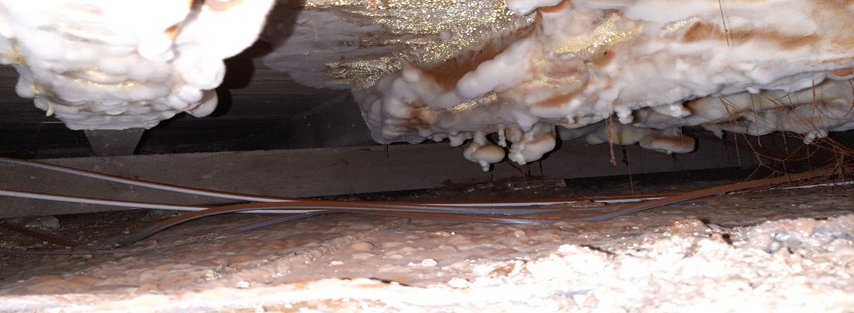What is Dry Rot? | Causes and signs | Specialist Advice