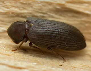 Common Signs Of Woodworm To Look For Rentokil UK Common Signs Of Woodworm To Look For Rentokil UK