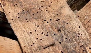 What is Woodworm? | Causes & Advice for Woodboring Beetles