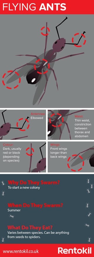 UK Flying Ants Infographic | Rentokil Pest Control