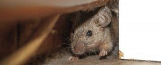 Do DIY Mouse Repellents Really Work? | Rentokil Pest
